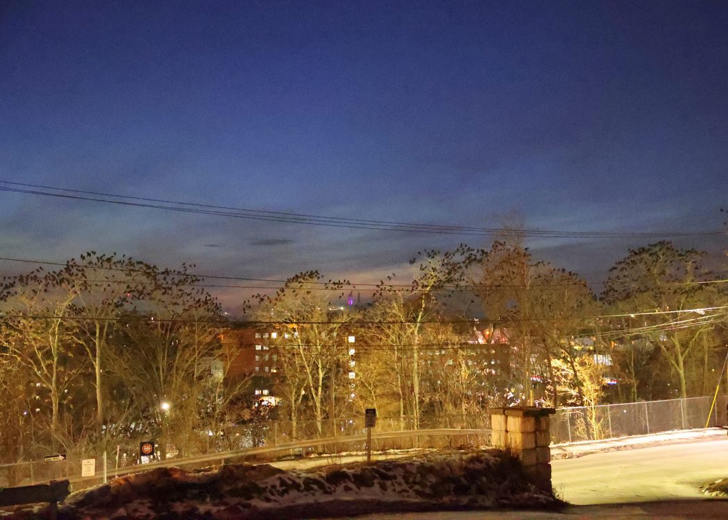 Winter Crow Roost: back of hospital campus! - Winter Crow Roost