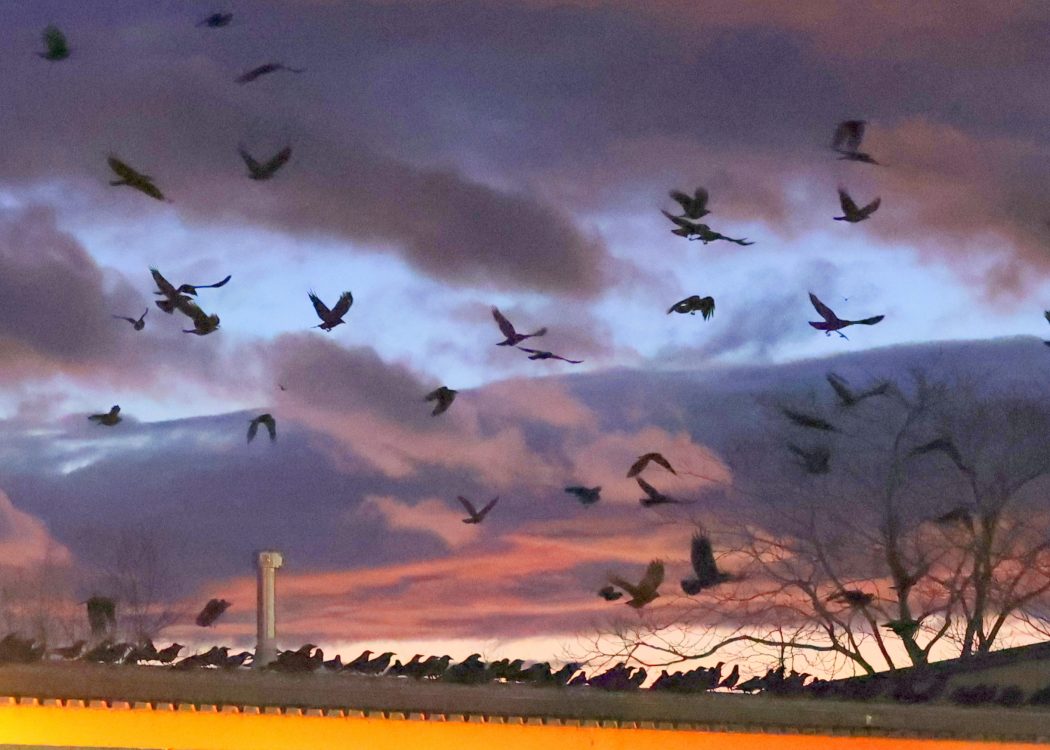 New Roost Location: Marston Street! - Winter Crow Roost