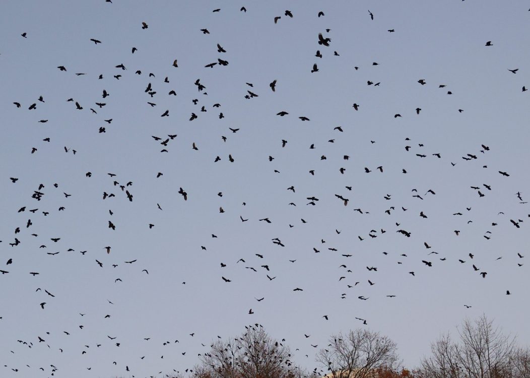 Winter Crow Roost: a growing multitude! - Winter Crow Roost