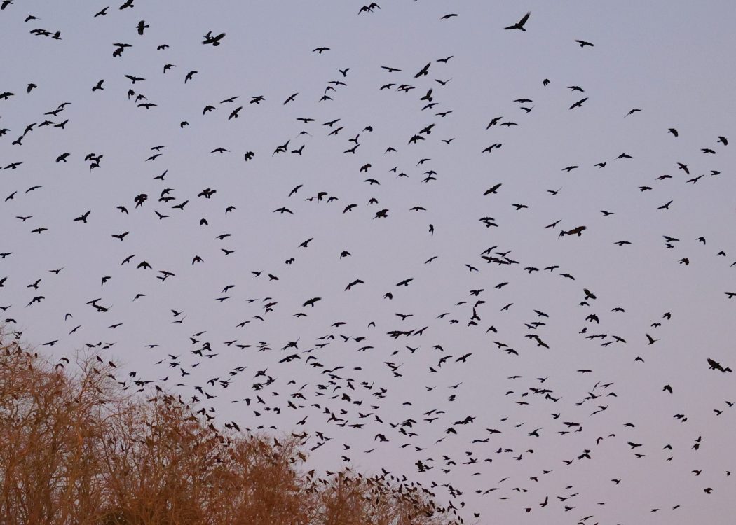 Winter Crow Roost: a growing multitude! - Winter Crow Roost