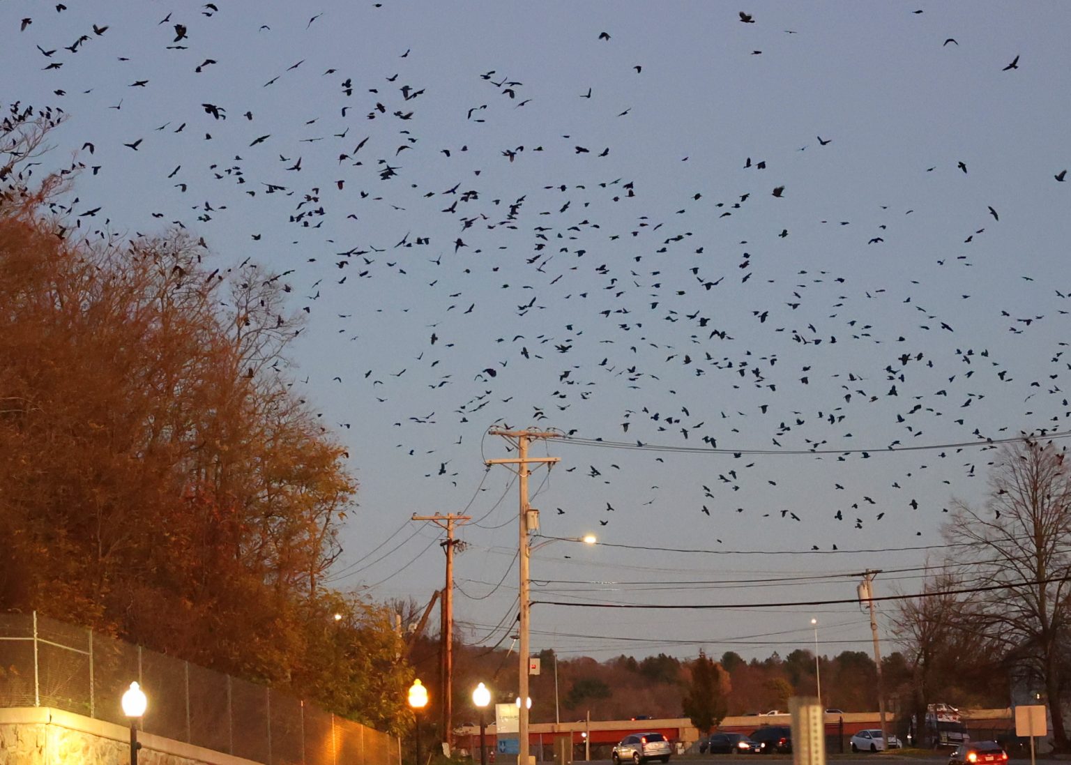 Winter Crow Roost: a growing multitude! - Winter Crow Roost