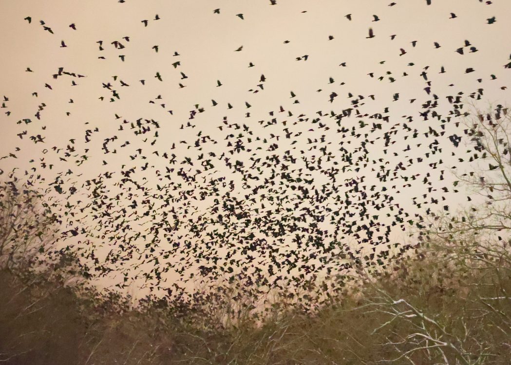 Winter Crow Roost: Granby, Quebec - Winter Crow Roost