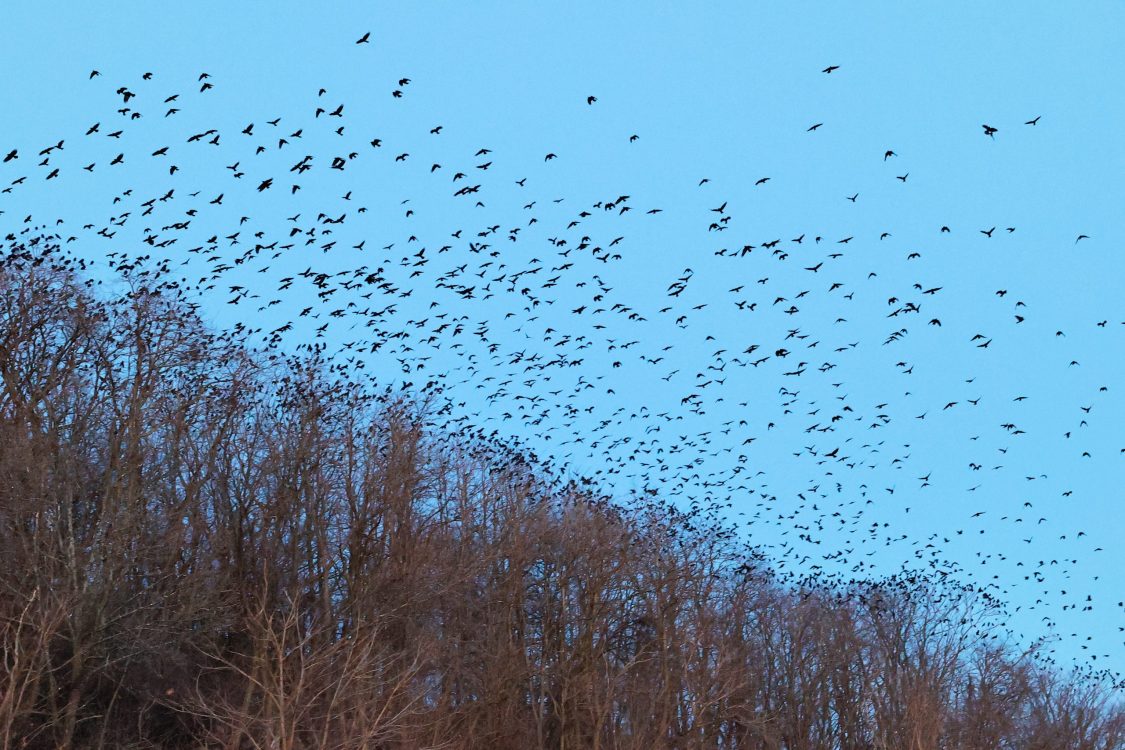 Winter Crow Roost: filling in the roost! - Winter Crow Roost