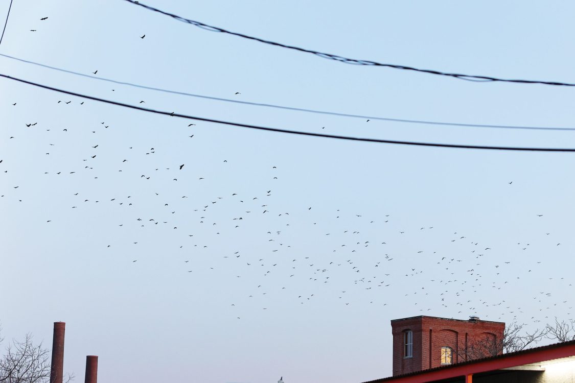 Winter Crow Roost: stunning aerial views! - Winter Crow Roost