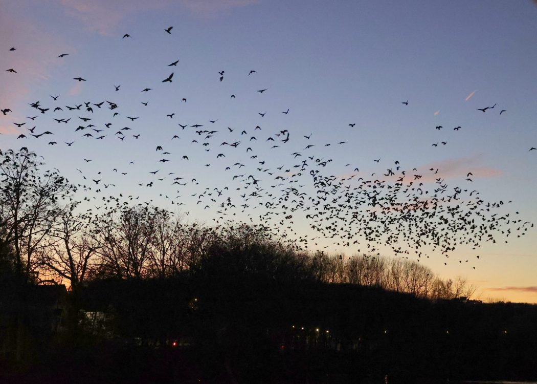 Worcester Crow Roost: Tribute Mark Blazis! - Winter Crow Roost