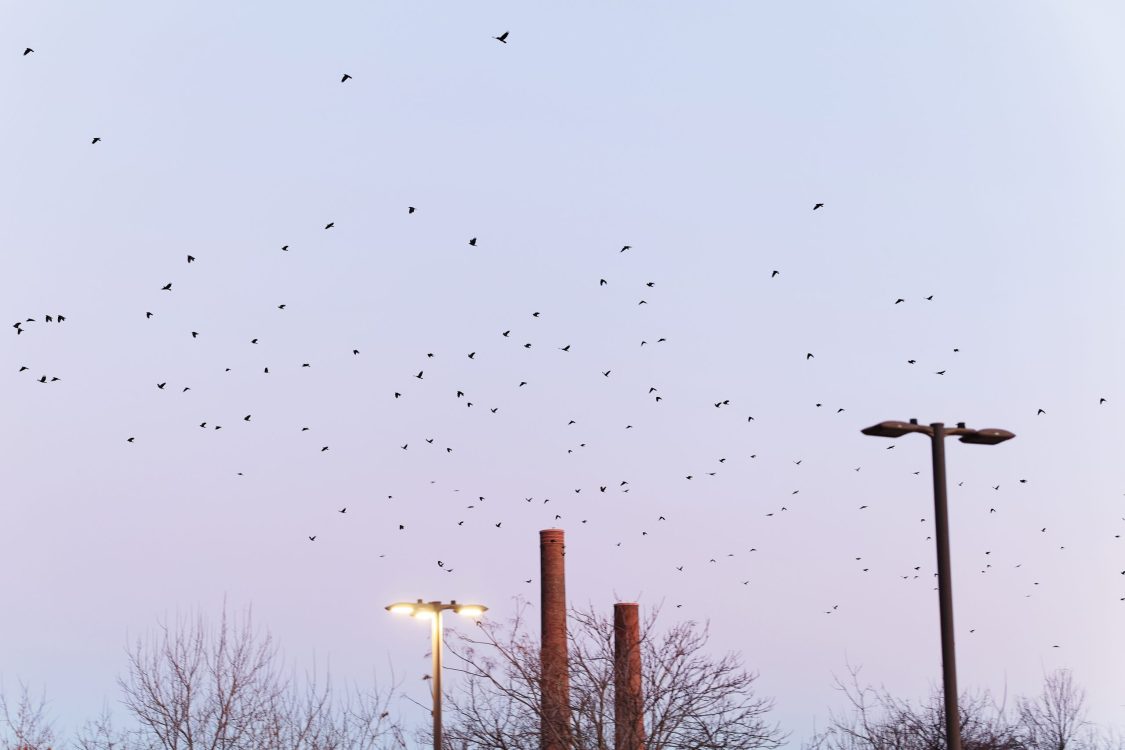 Winter Crow Roost: Merrimack River Watershed Council Walk! - Winter ...