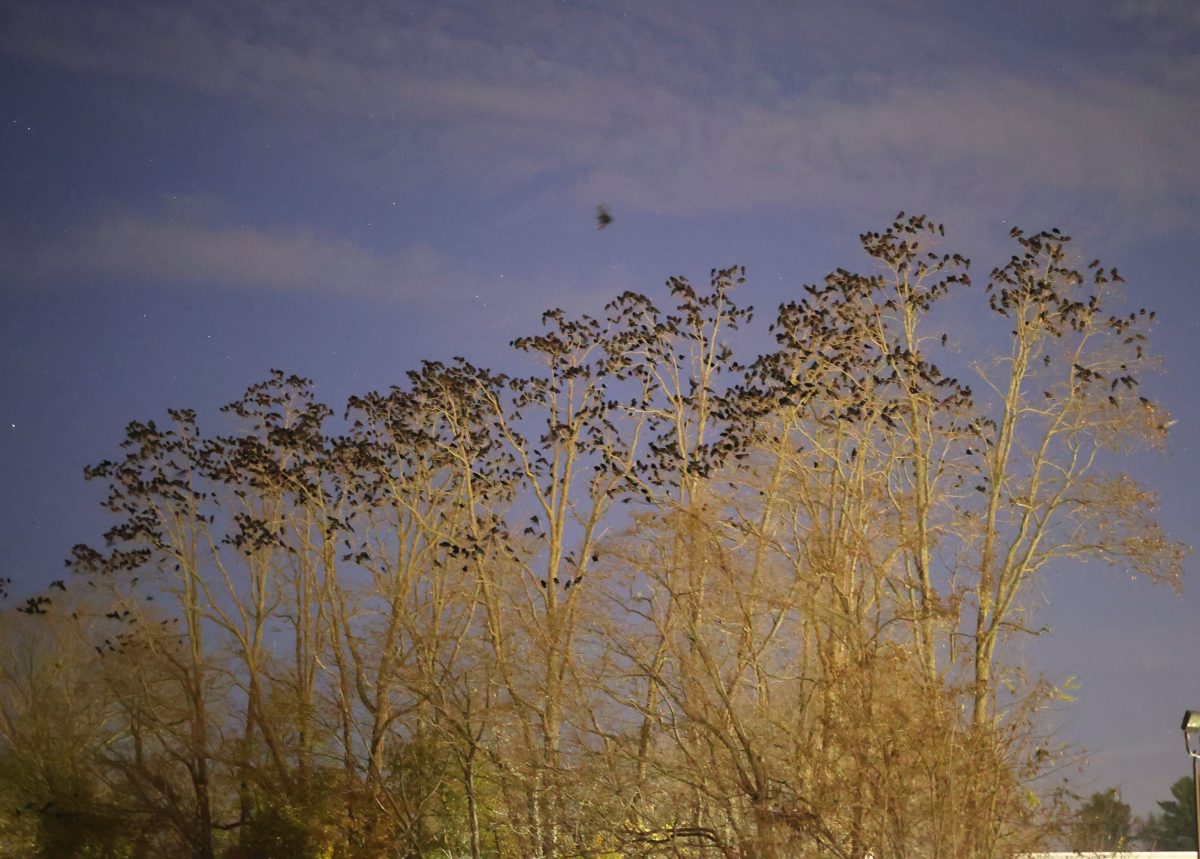 Worcester Crow Roost: Tribute Mark Blazis! - Winter Crow Roost