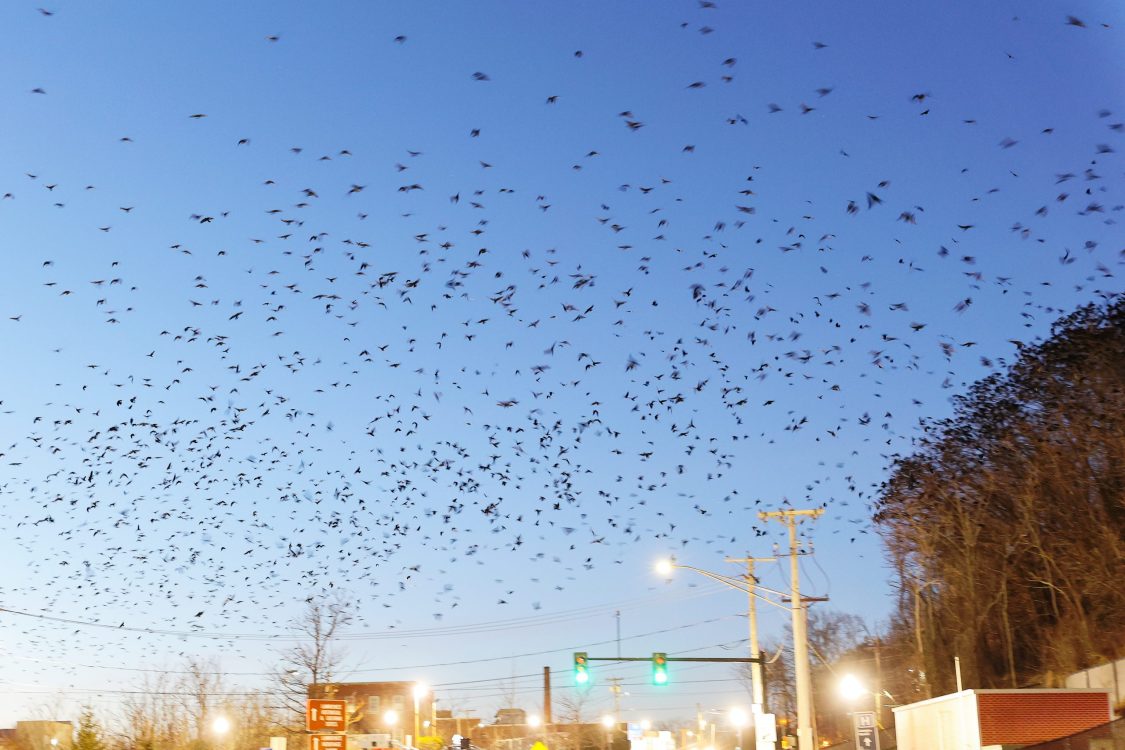 Winter Crow Roost: Merrimack River Watershed Council Walk! - Winter ...