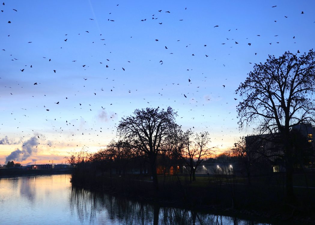 Winter Crow Roost: Chatham-Kent Ontario - Winter Crow Roost