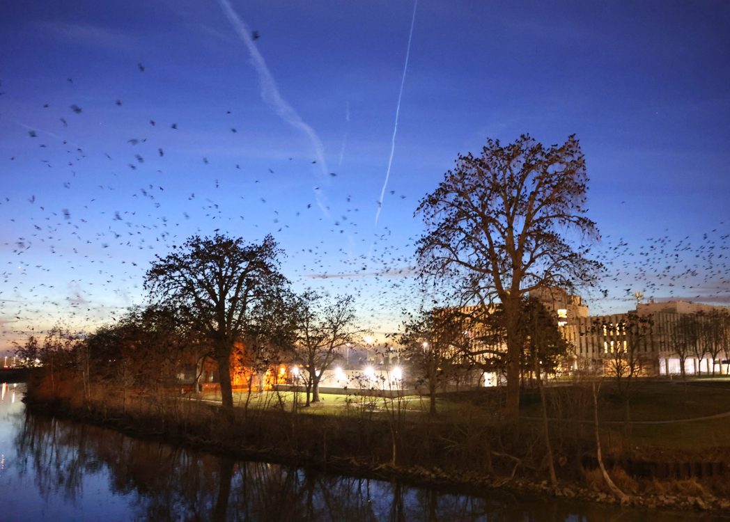 Winter Crow Roost: Chatham-Kent Ontario - Winter Crow Roost