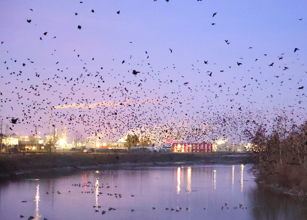 Winter Crow Roost: Chatham-Kent Ontario - Winter Crow Roost
