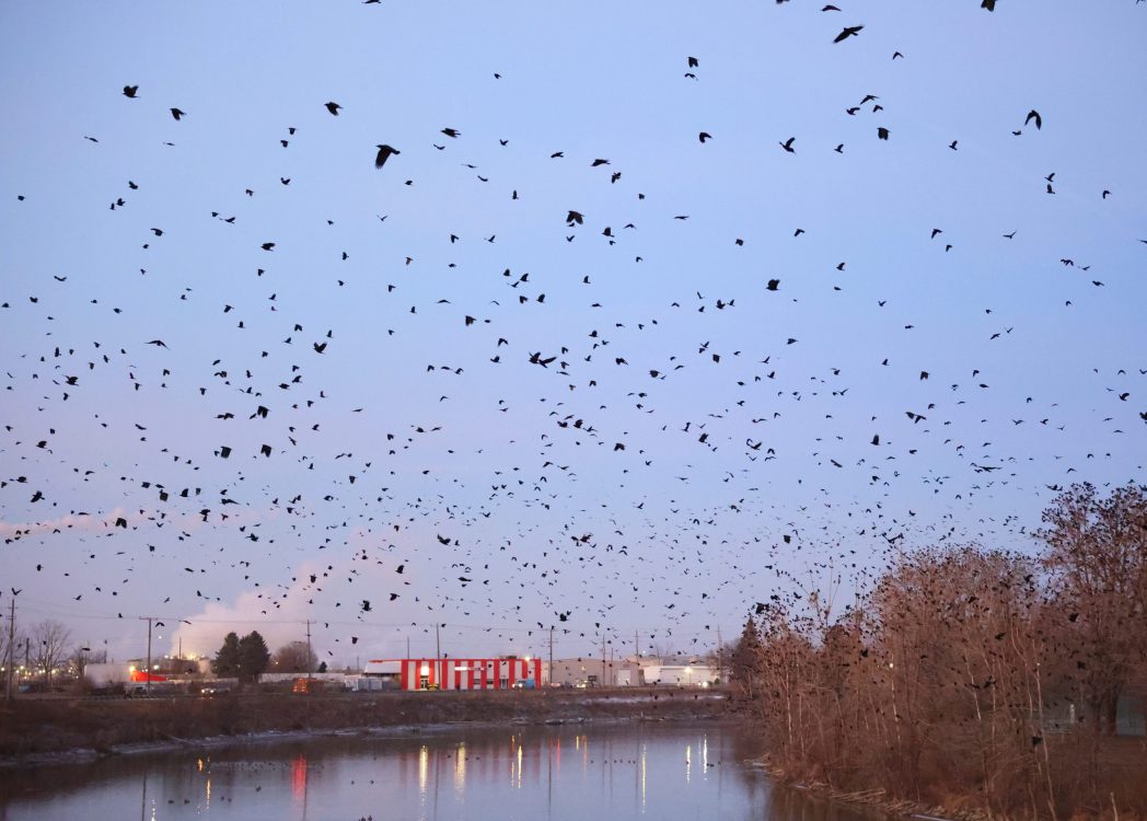 Winter Crow Roost: Chatham-Kent Ontario - Winter Crow Roost