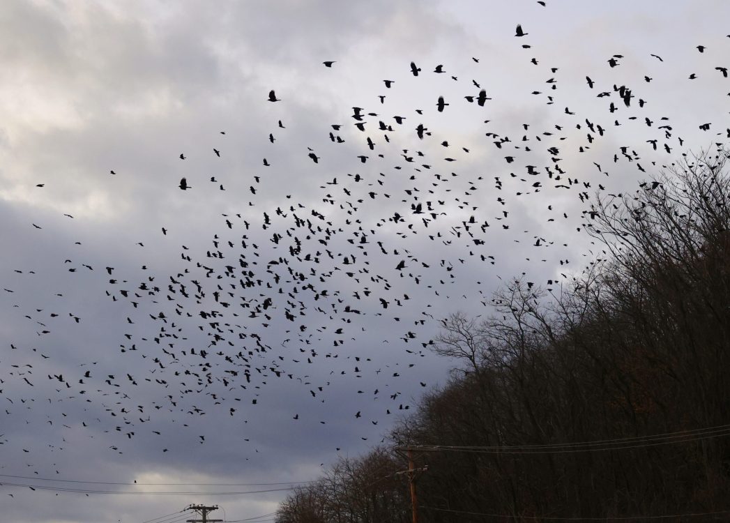 Winter Crow Roost: hovering in the wind! - Winter Crow Roost