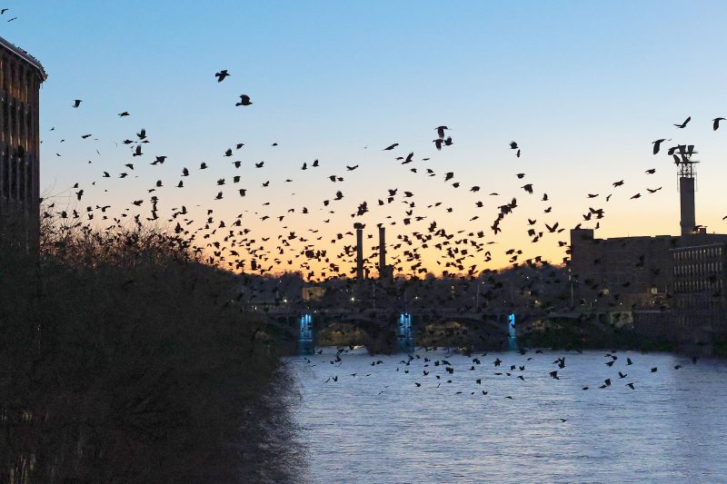 American Crows vs. Fish Crows: telling them apart? - Winter Crow Roost