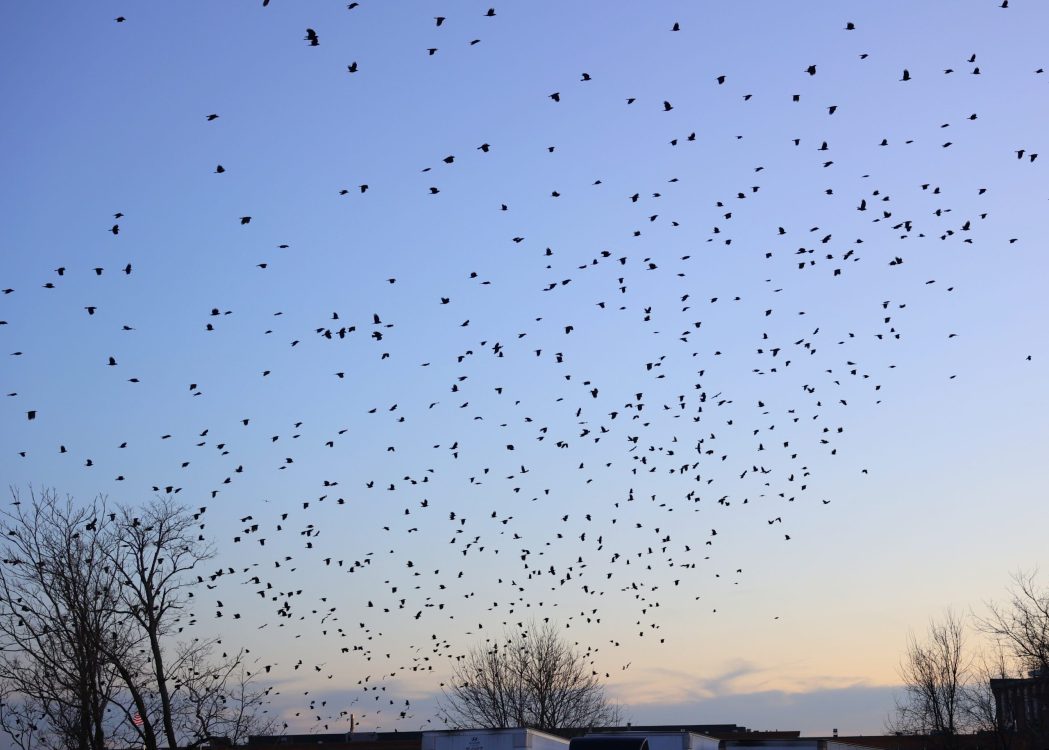 Winter Crow Roost: late arrivals! - Winter Crow Roost