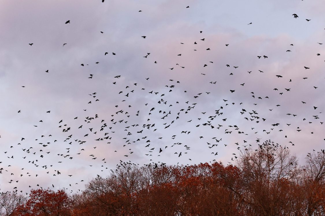 Winter Crow roost: numbers growing! - Winter Crow Roost