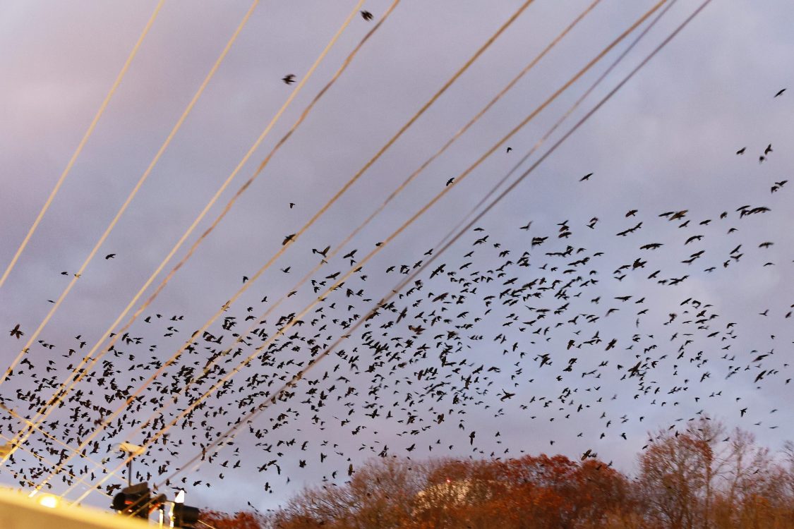 Home Page - Winter Crow Roost