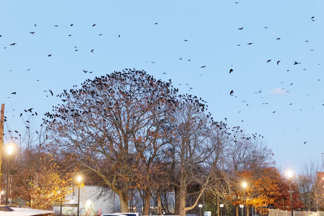 Winter Crow Roost: split locations! - Winter Crow Roost