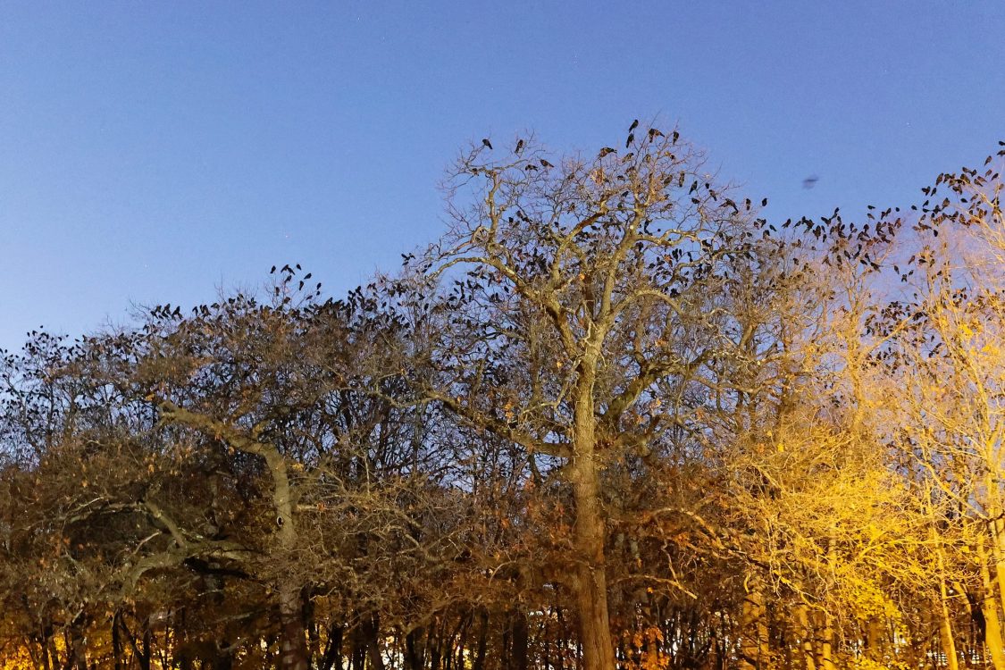 Crow Roost: Fitchburg, MA! - Winter Crow Roost
