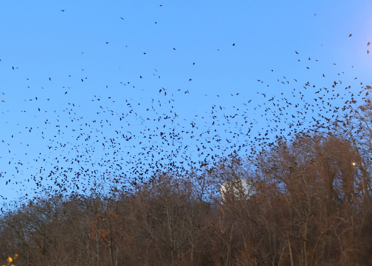 Winter Crow Roost: extraordinary flight bursts - Winter Crow Roost