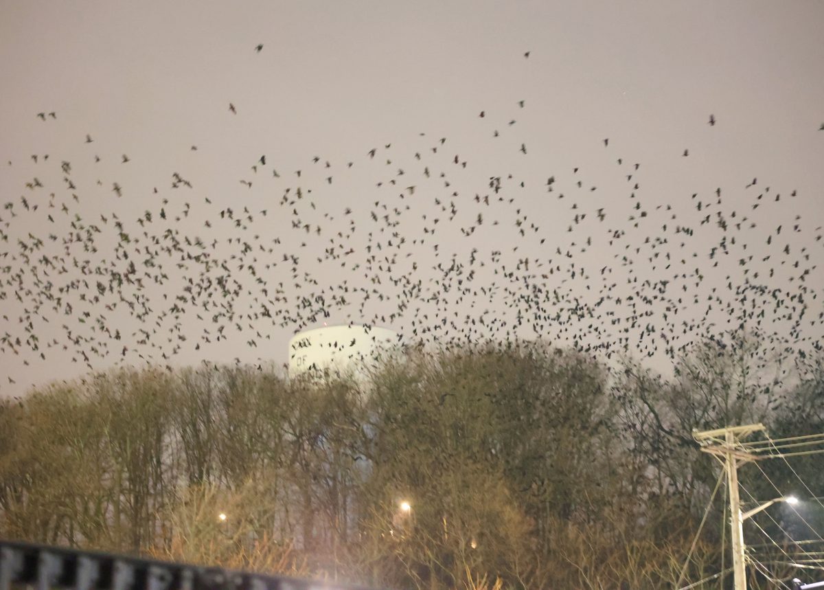 Winter Crow Roost: flight streams Prospect Street! - Winter Crow Roost