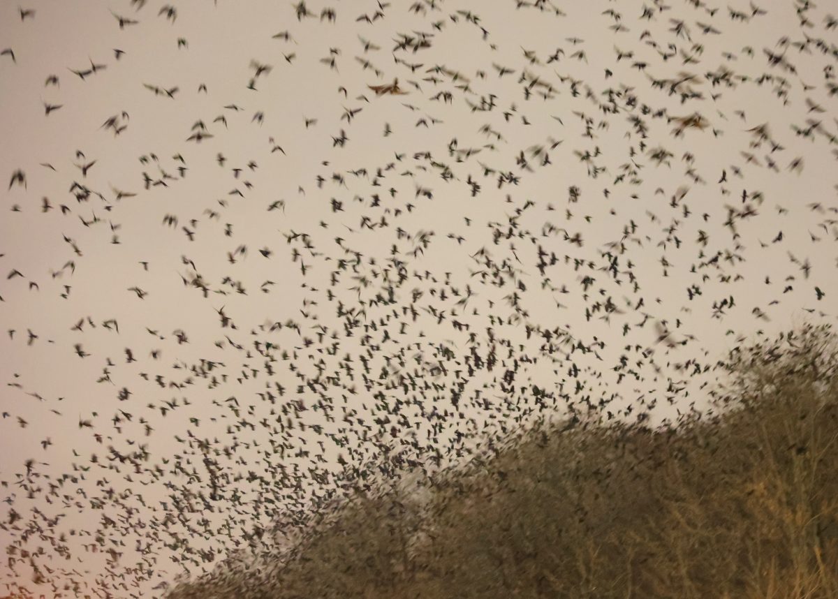 Winter Crow Roost: flight streams Prospect Street! - Winter Crow Roost