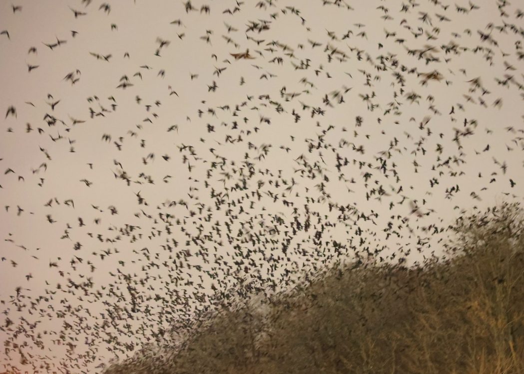 Winter Crow Roost: flight streams Prospect Street! - Winter Crow Roost