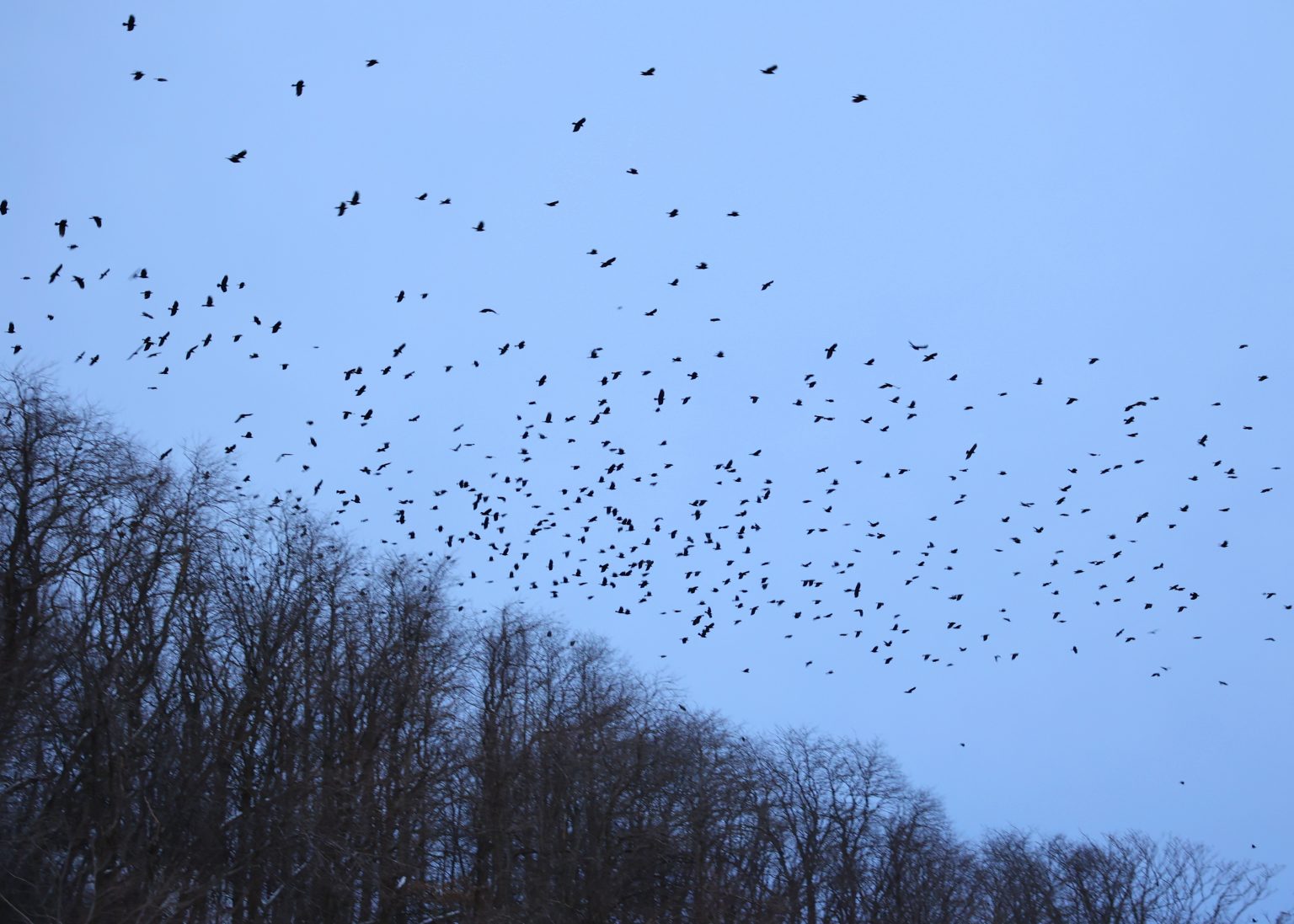 Winter Crow Roost: hillside aerial views - Winter Crow Roost