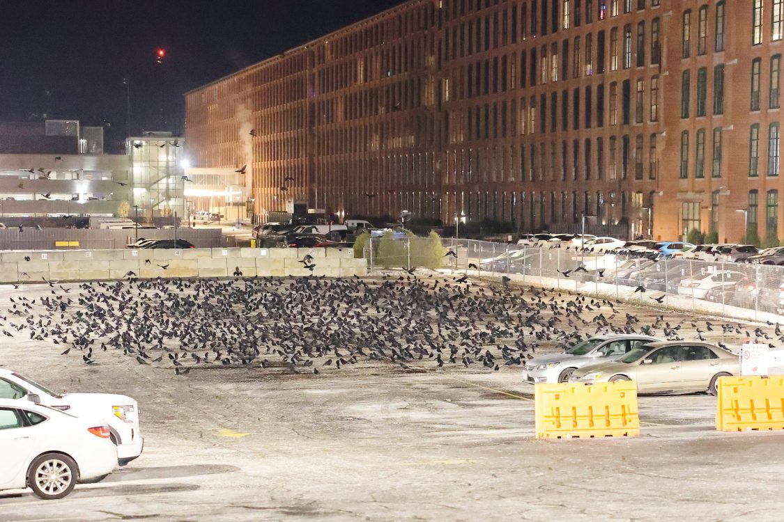 Winter Crow Roost: after dark with infrared! - Winter Crow Roost