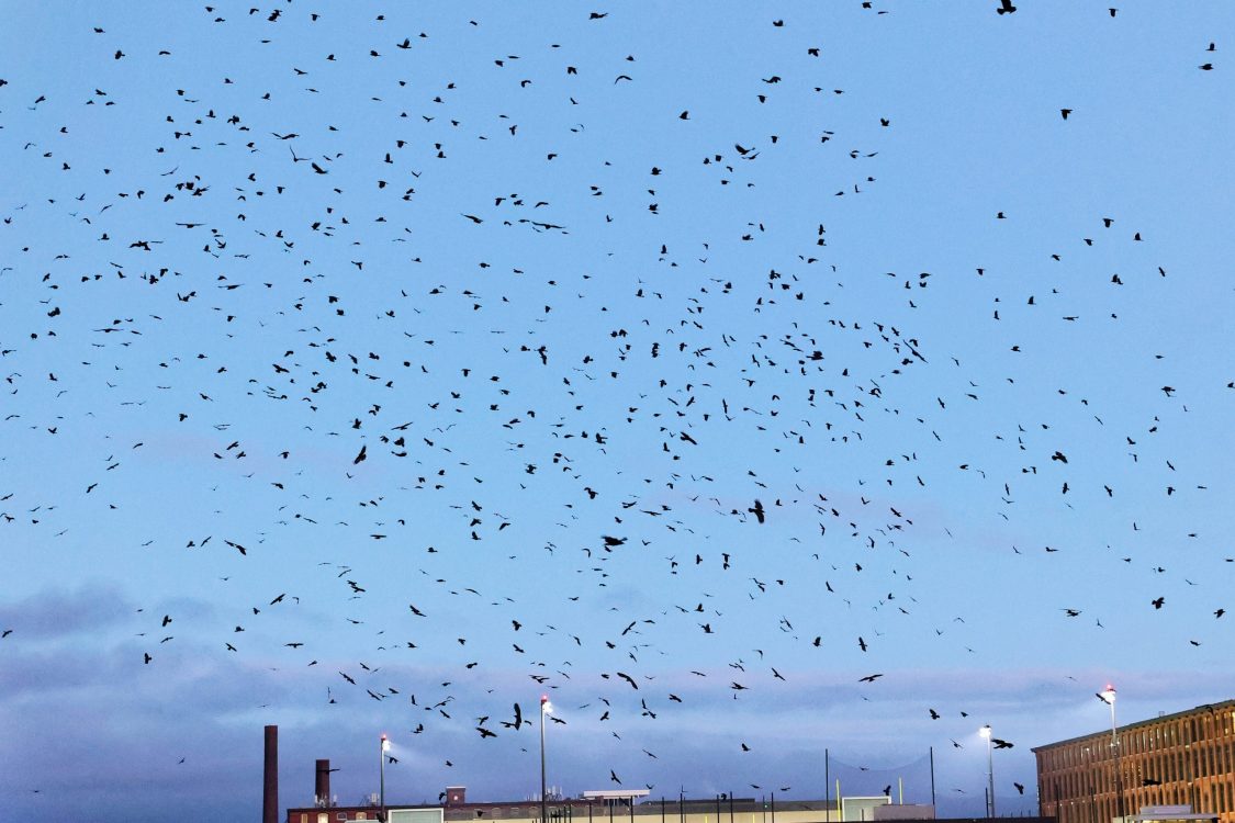 Winter Crow Roost: extraordinary action! - Winter Crow Roost