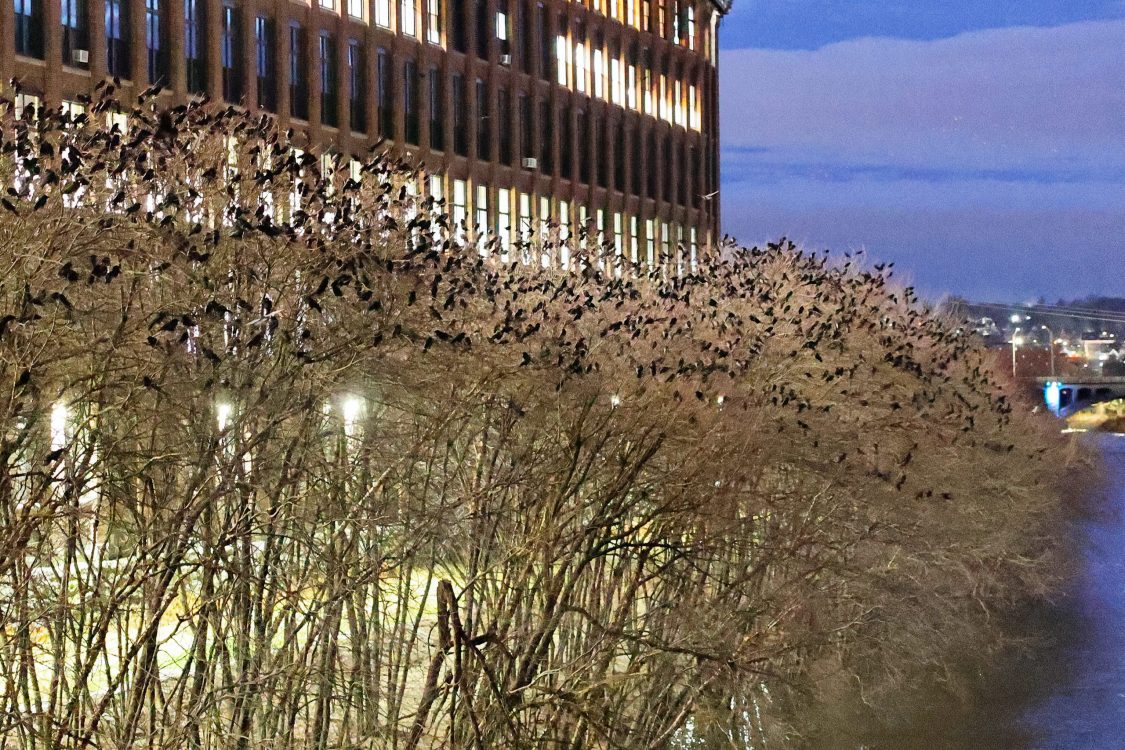 Winter Crow Roost: extraordinary action! - Winter Crow Roost