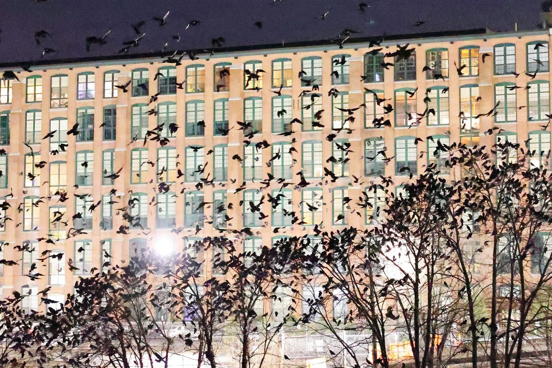 Winter Crow Roost: extraordinary action! - Winter Crow Roost