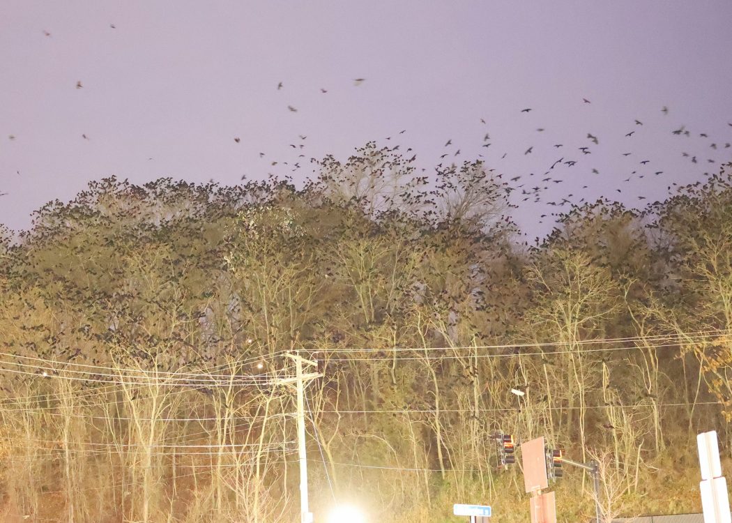 Winter Crow Roost: flight bursts galore! - Winter Crow Roost