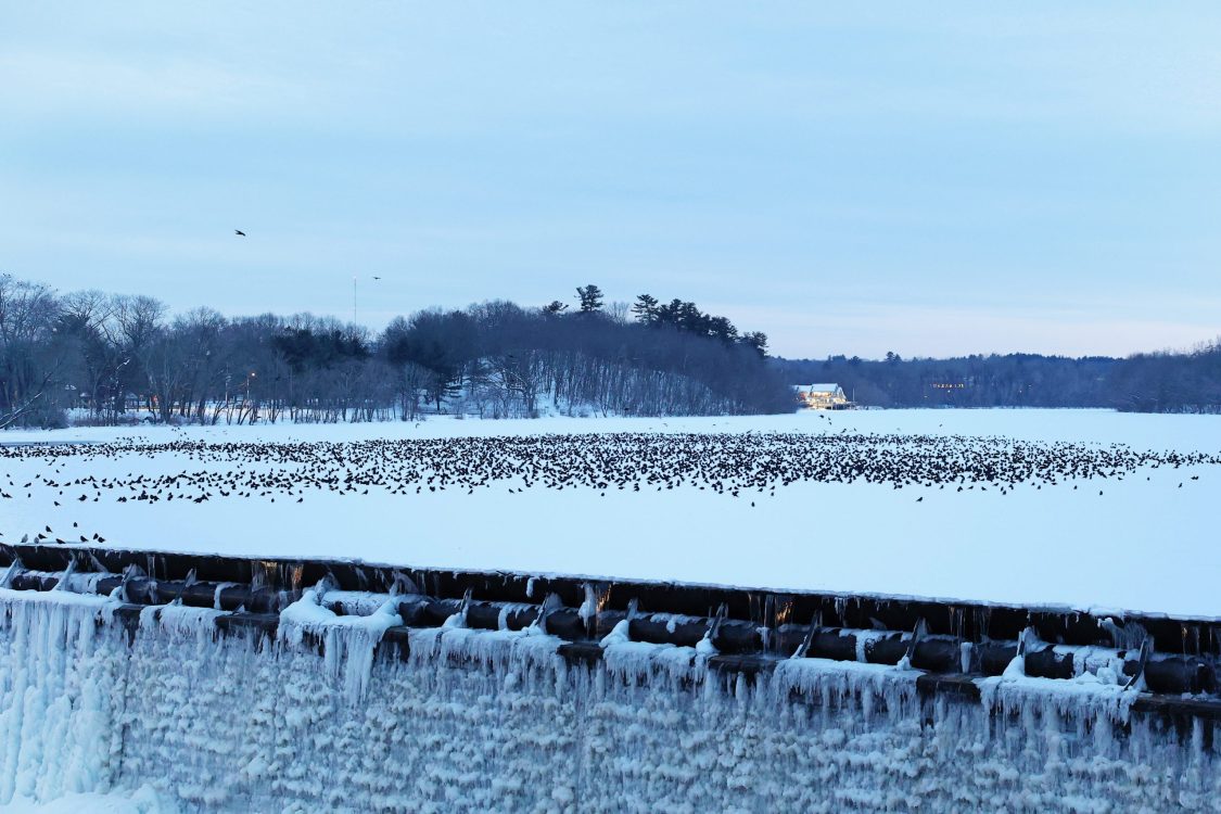 Winter Crow Roost: Great Stone Dam - Winter Crow Roost