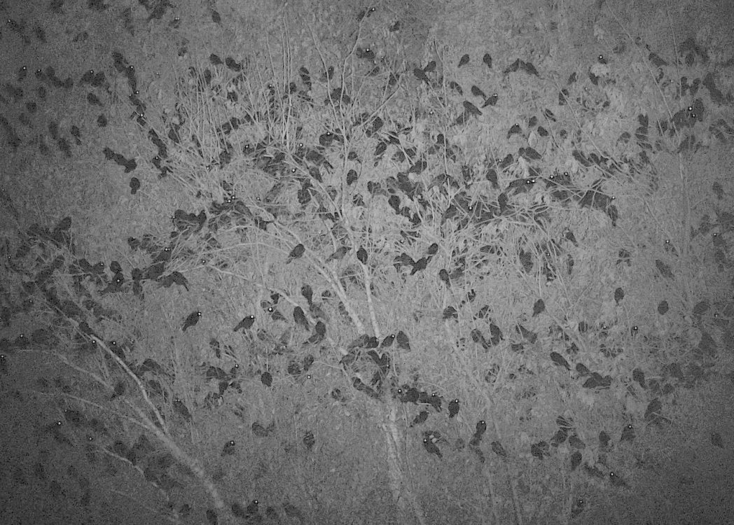 Crow Roosts: night vision optics! - Winter Crow Roost