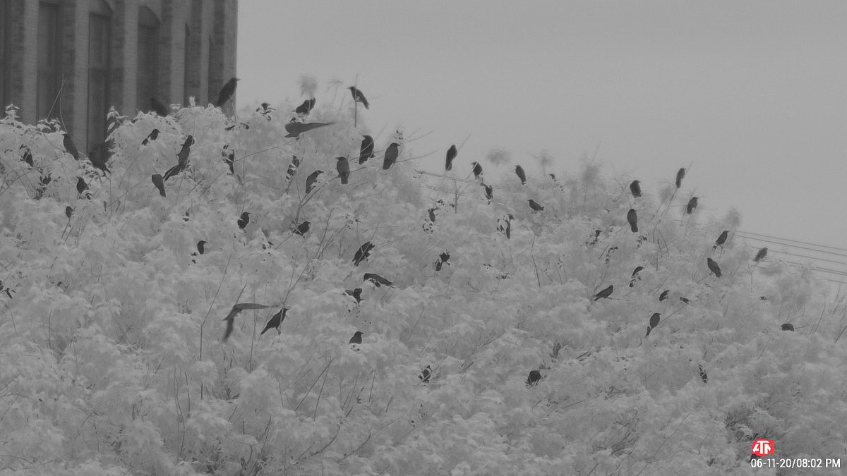 Fish Crows: staging and roosting - Winter Crow Roost