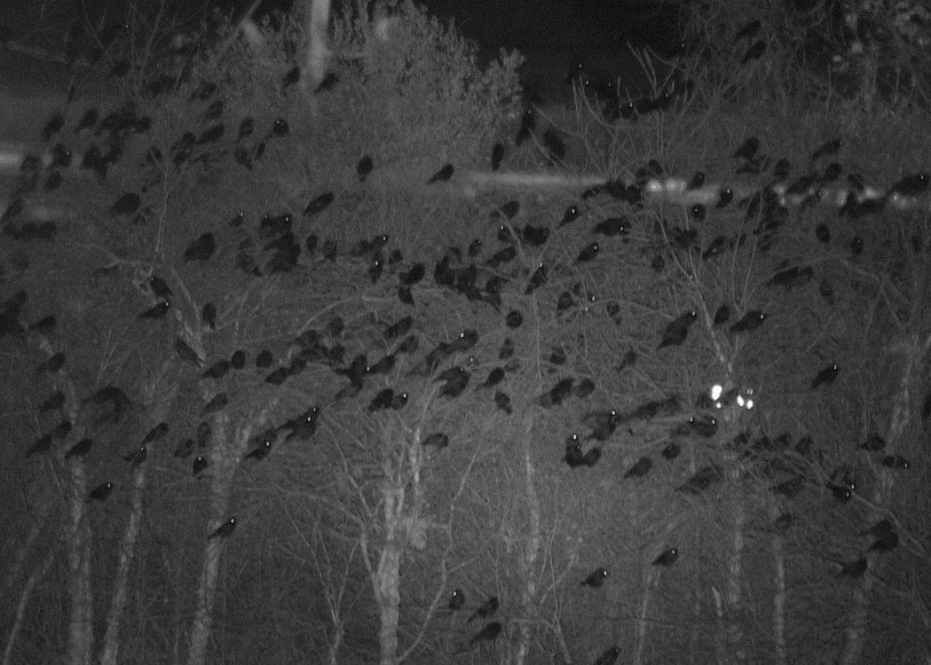 Winter Crow Roost: to the Casey Bridge! - Winter Crow Roost