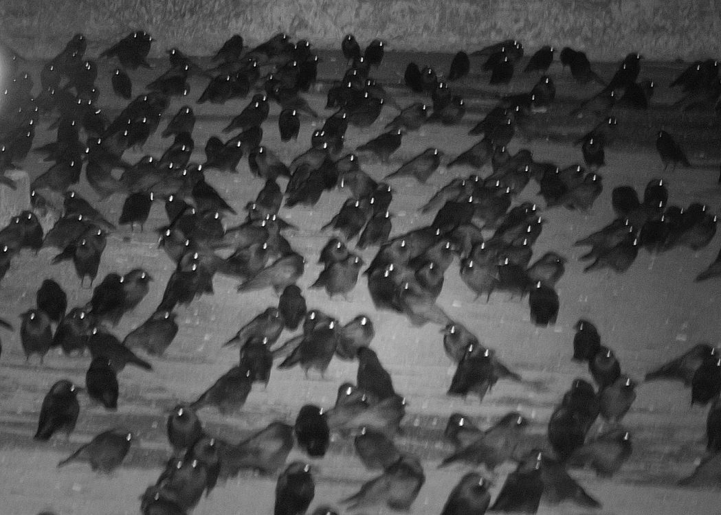 Winter Crow Roost: streaming in from upriver! - Winter Crow Roost