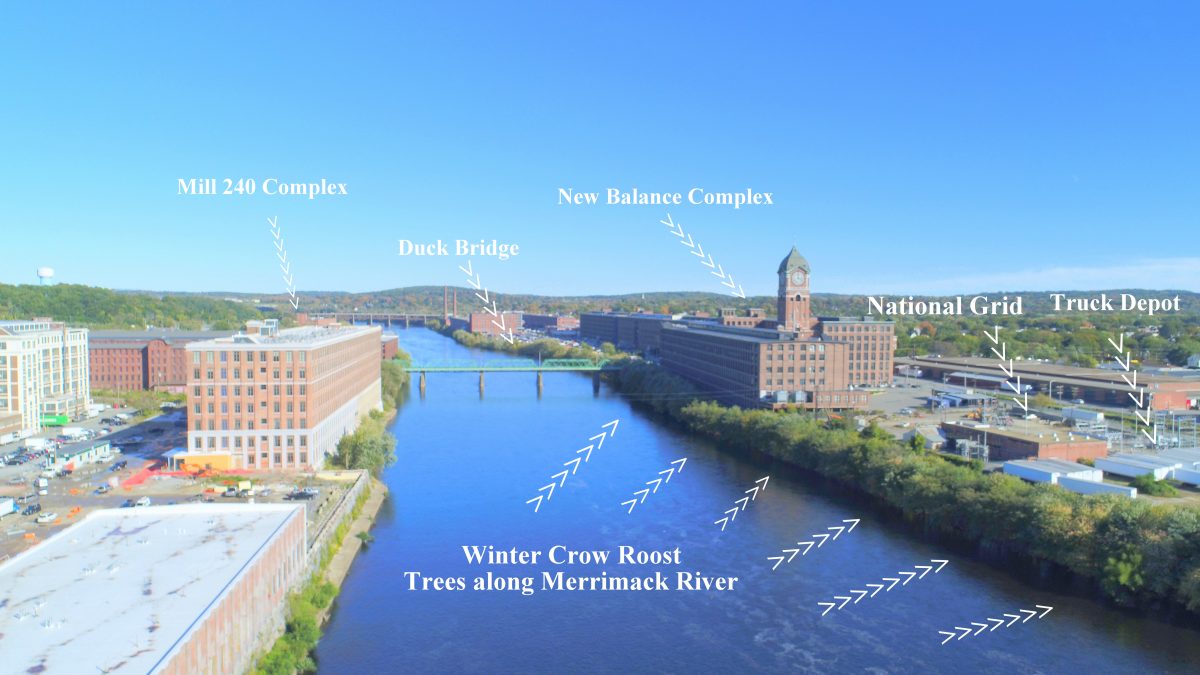 Crow Roost: aerial views - Winter Crow Roost