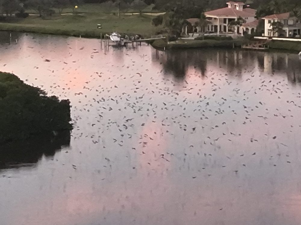 Fish Crows: Overnight Winter Roost! - Winter Crow Roost