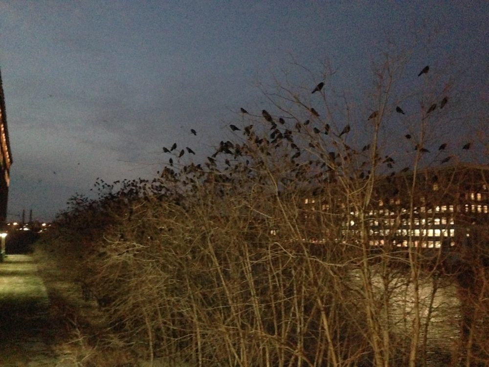 Spectacular night: 25,000+! - Winter Crow Roost