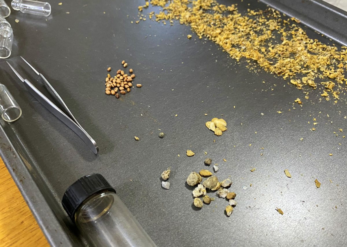 Crow Pellets: how to dissect and analyze - Winter Crow Roost