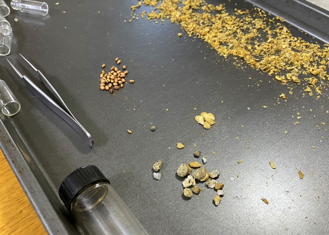 Crow Pellets: how to dissect and analyze - Winter Crow Roost