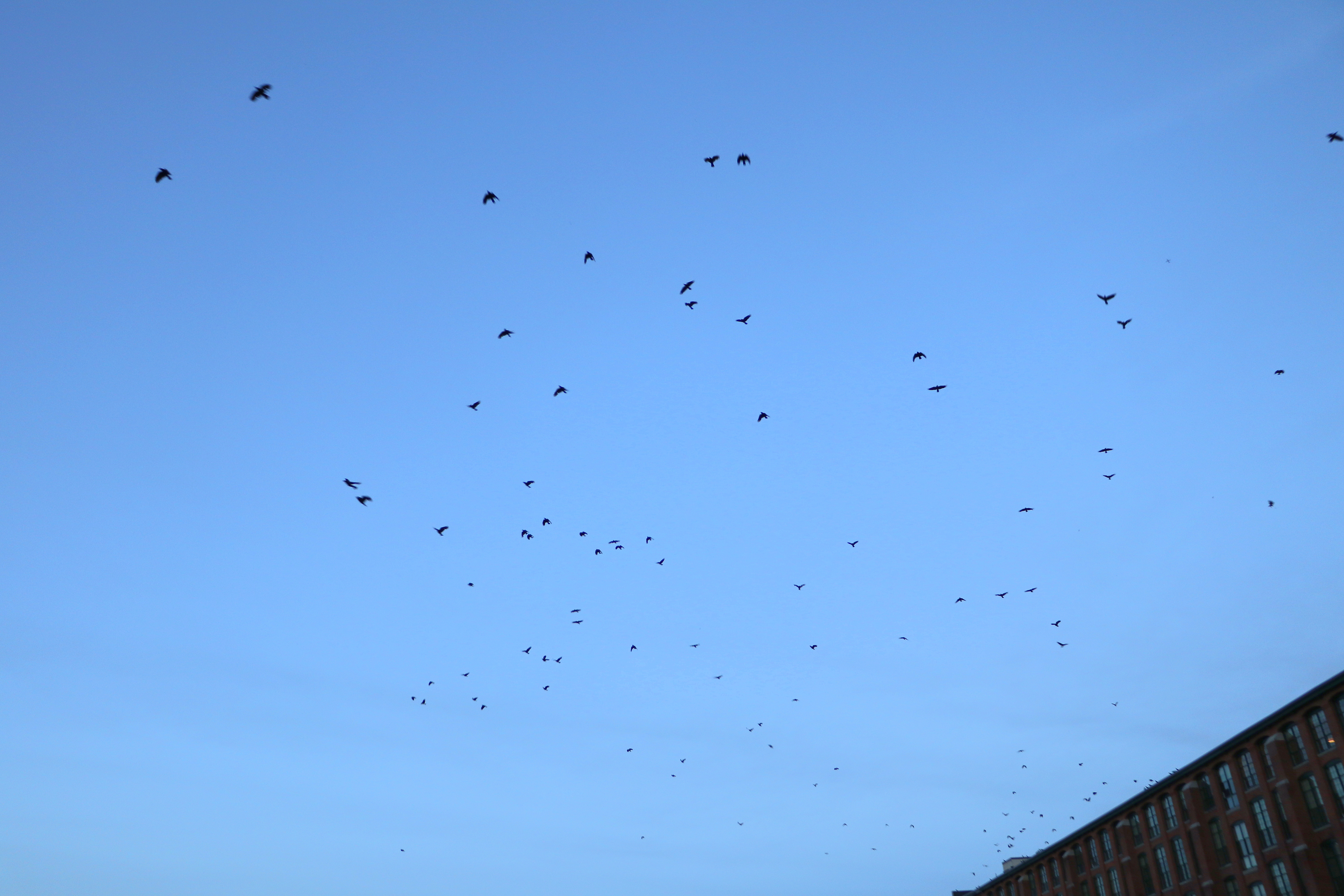 Young Fish Crows at the Roost! - Winter Crow Roost