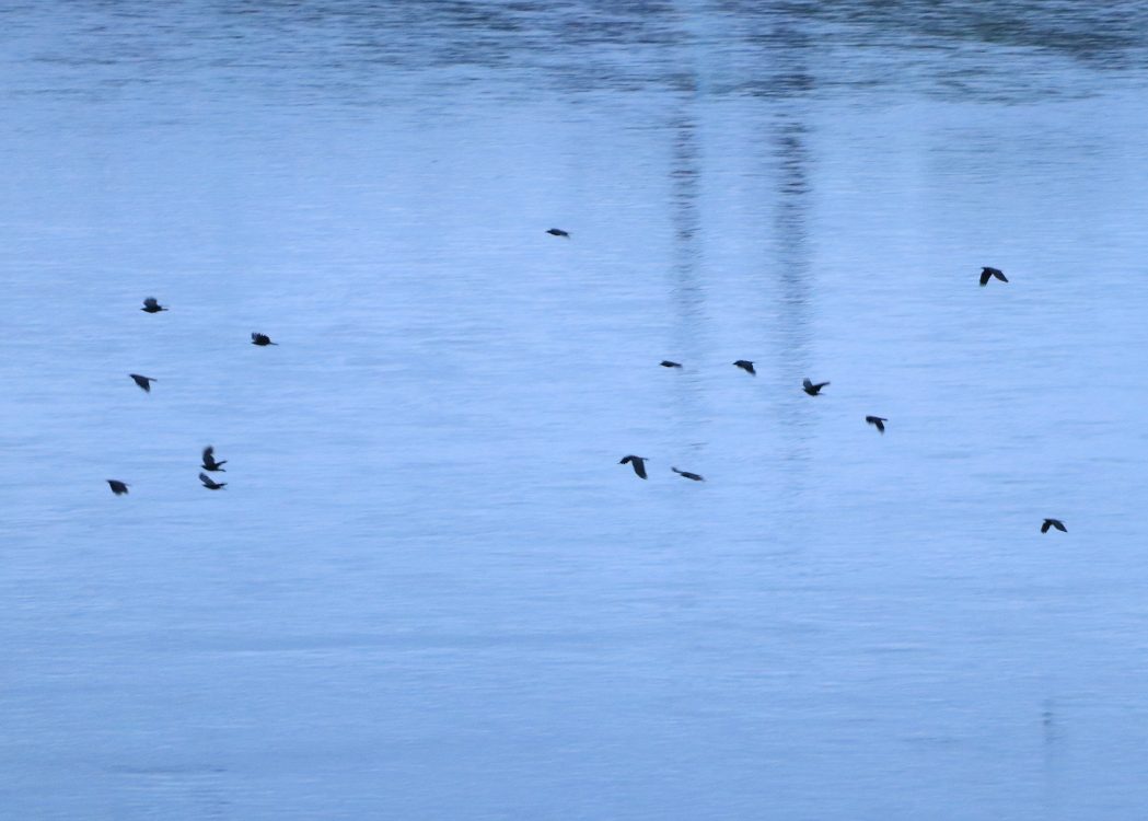 Fish Crows in the overnight roost! - Winter Crow Roost