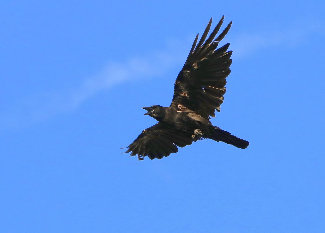 Fish Crow Roost: week of July 20, 2020 - Winter Crow Roost