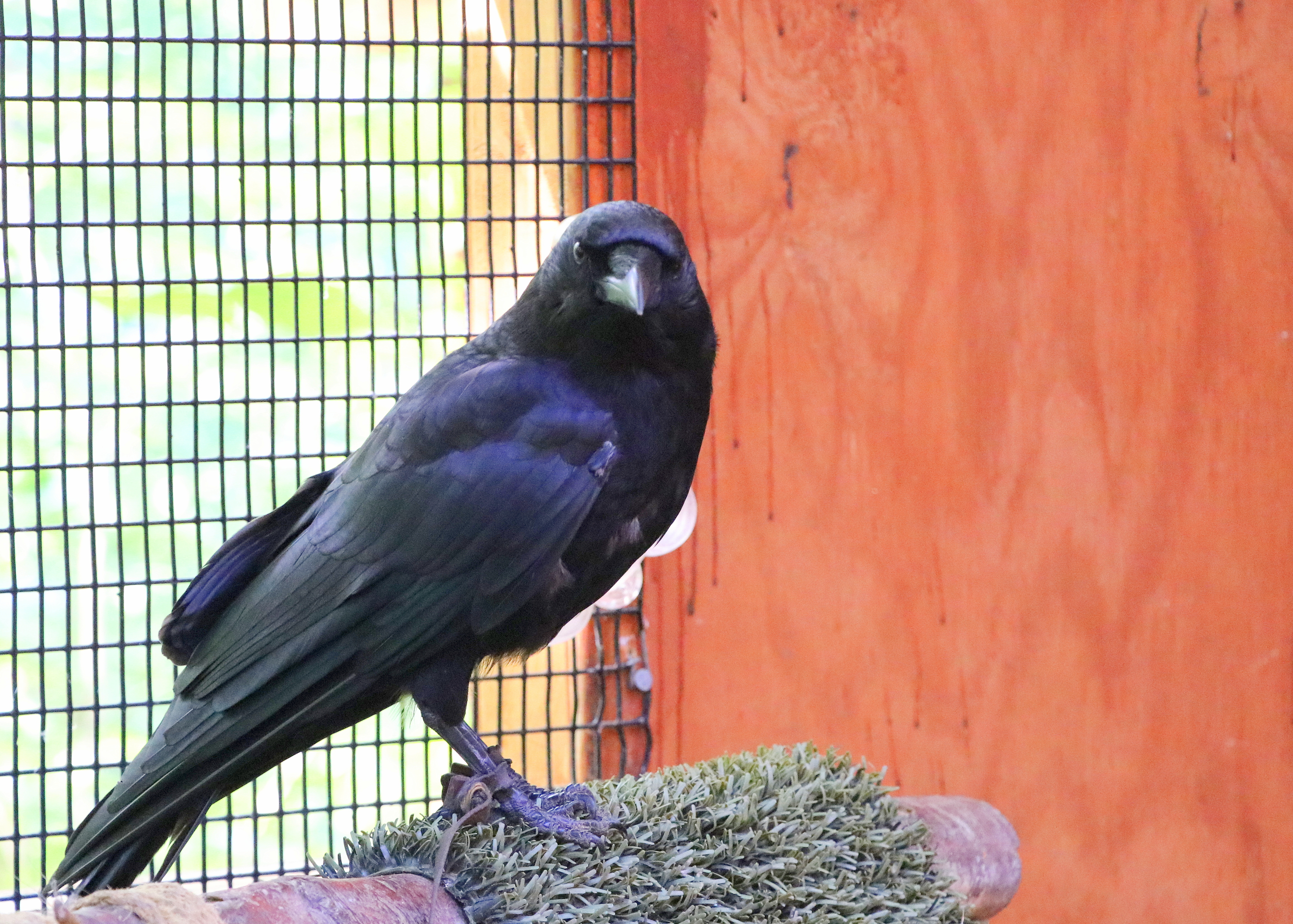 Crows know how to have fun! - Winter Crow Roost