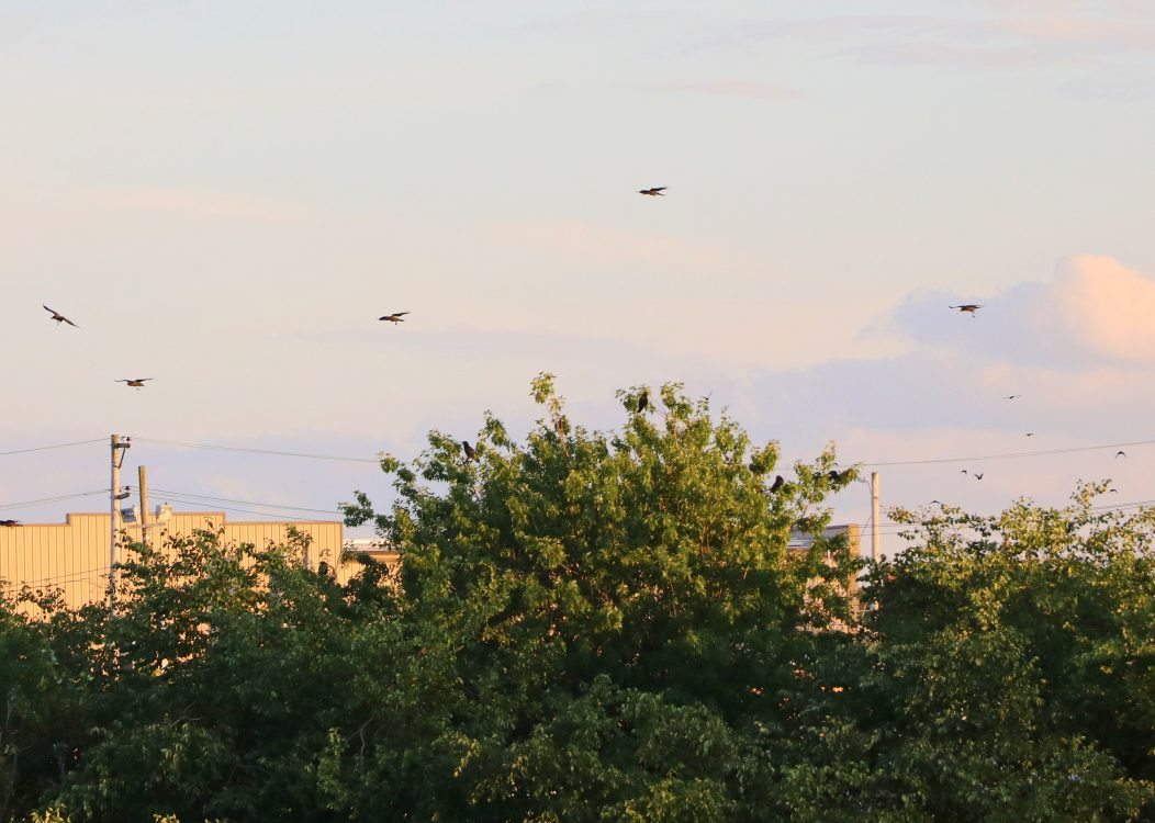 Fish Crows staging along Merrimack River! - Winter Crow Roost