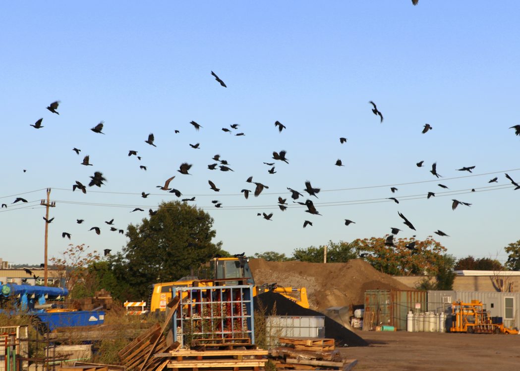 Staging Fish Crows on Merrimack Street - Winter Crow Roost