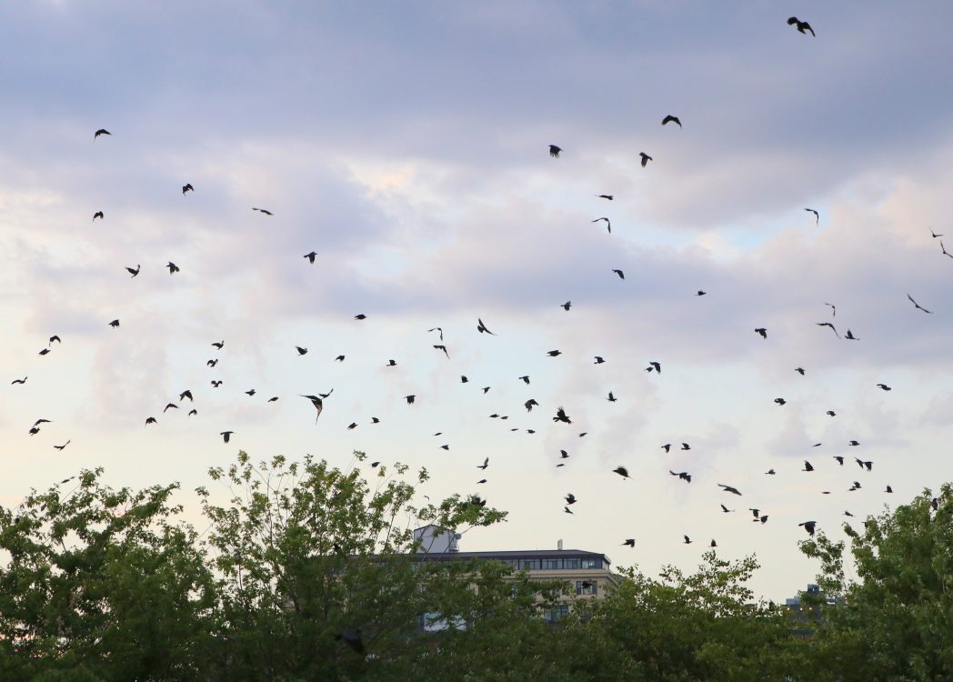 Fish Crows gathering back of truck depot! - Winter Crow Roost
